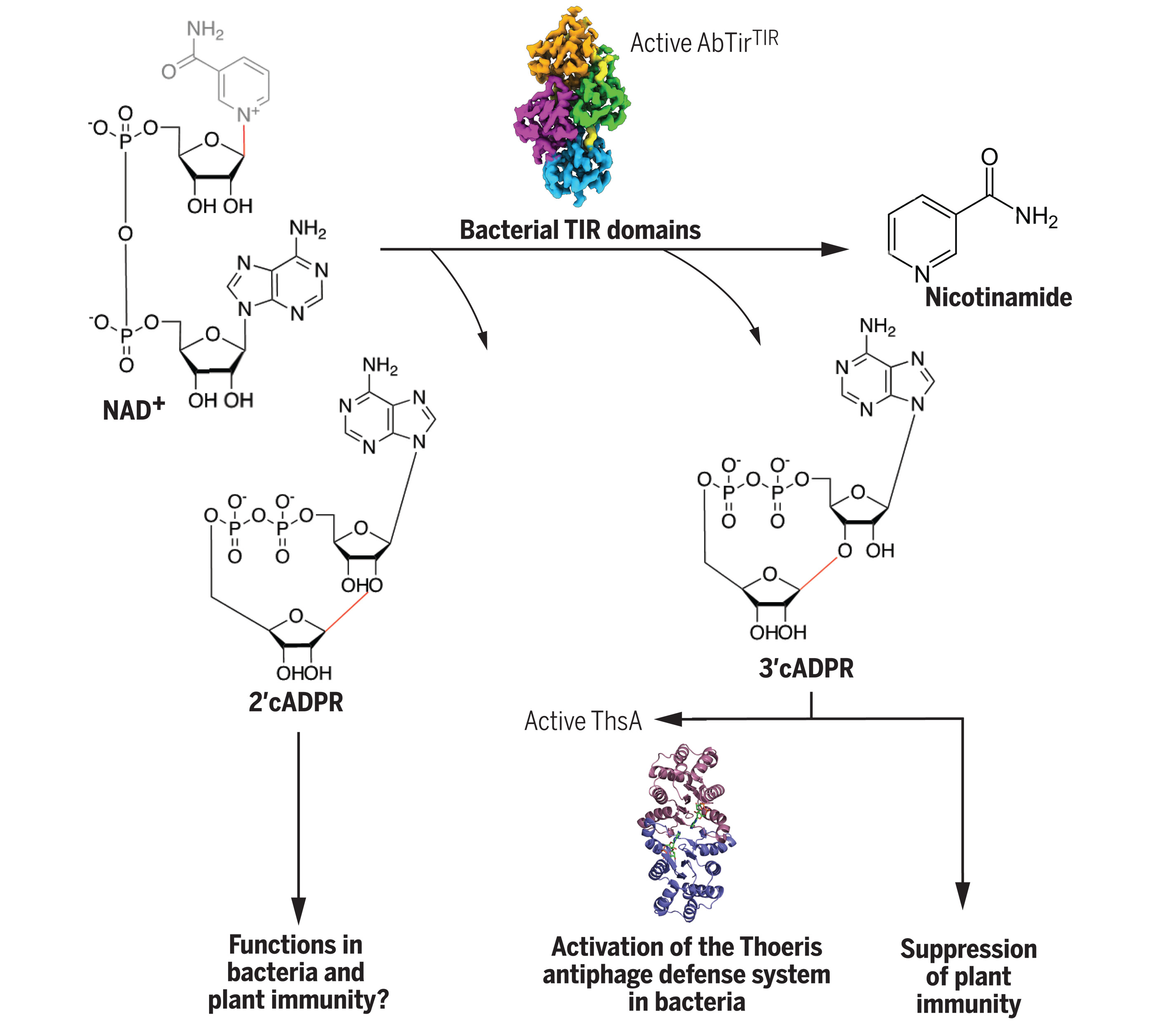 Publication from CMM's TEM Cryo-ARM300. Cyclic ADP ribose isomers: Production, chemical ...